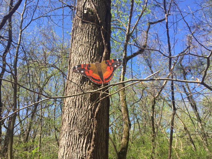 Butterfly Trail at Smith River Greenway - Explore Eden NC